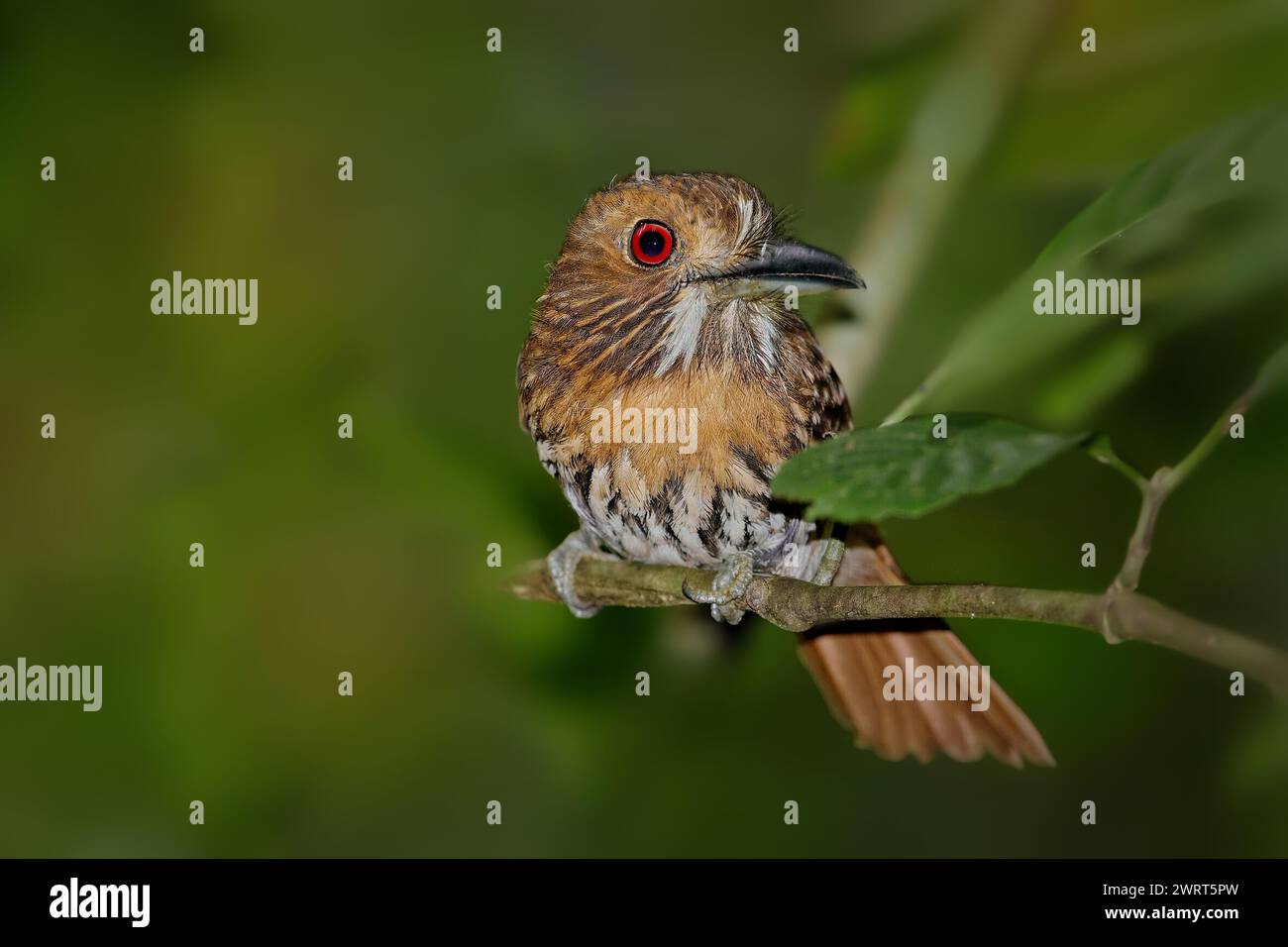 Bird White-whiskered Puffbird (Malacoptila panamensis), Carara National ...