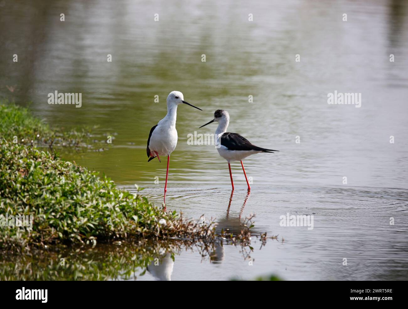 Black winged stilt picture hi-res stock photography and images - Alamy