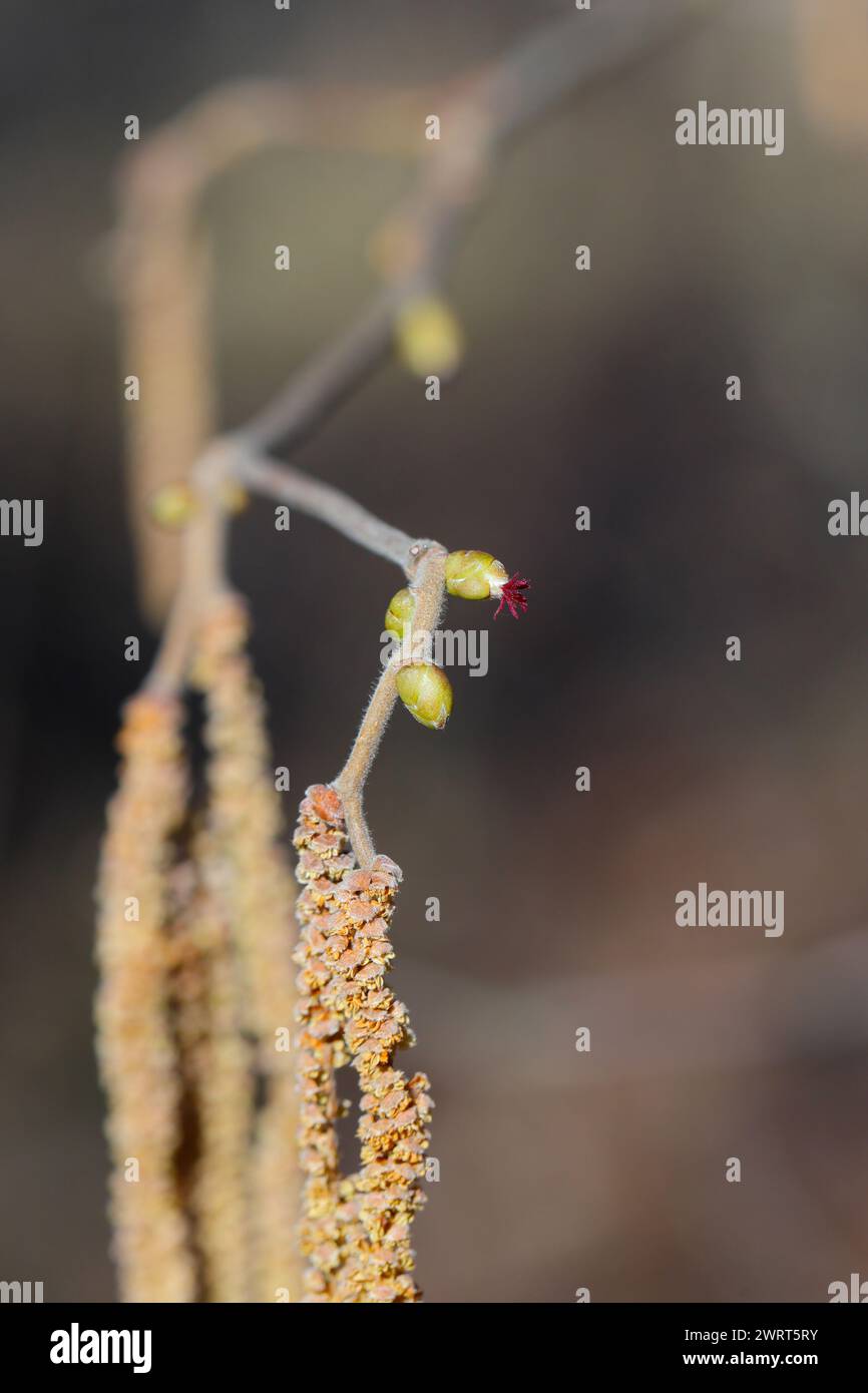 Female hazel flower hi-res stock photography and images - Alamy