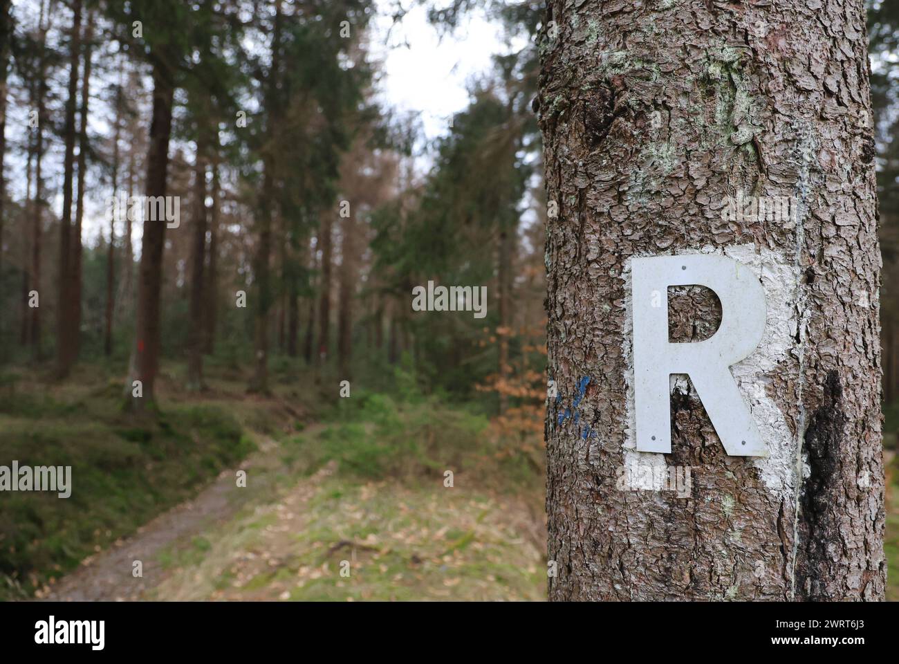 Thueringer Wald 10.03.2024, Neuhaus am Rennweg, ein R am Baum verweist ...