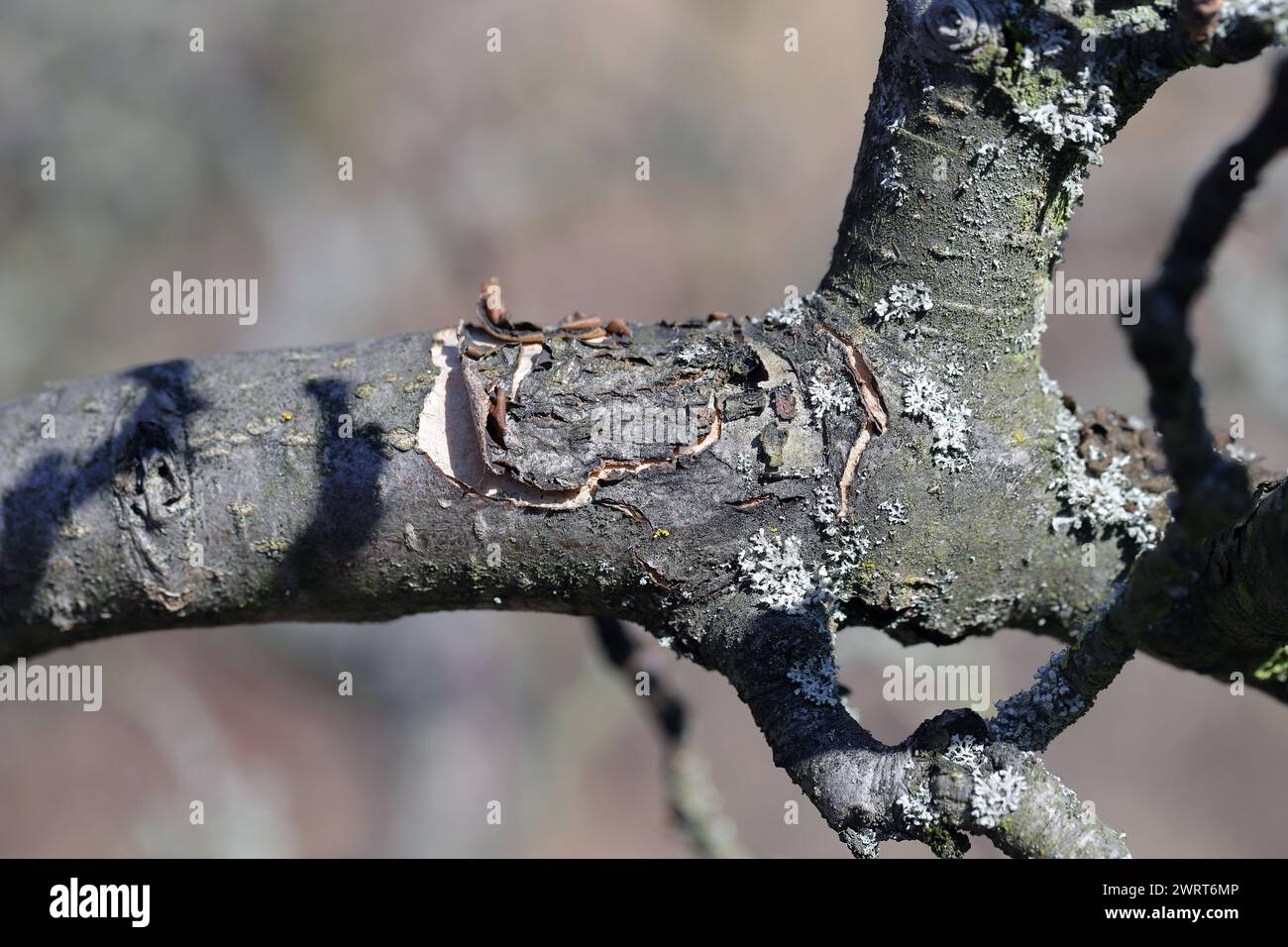 Apple tree disease hi-res stock photography and images - Alamy