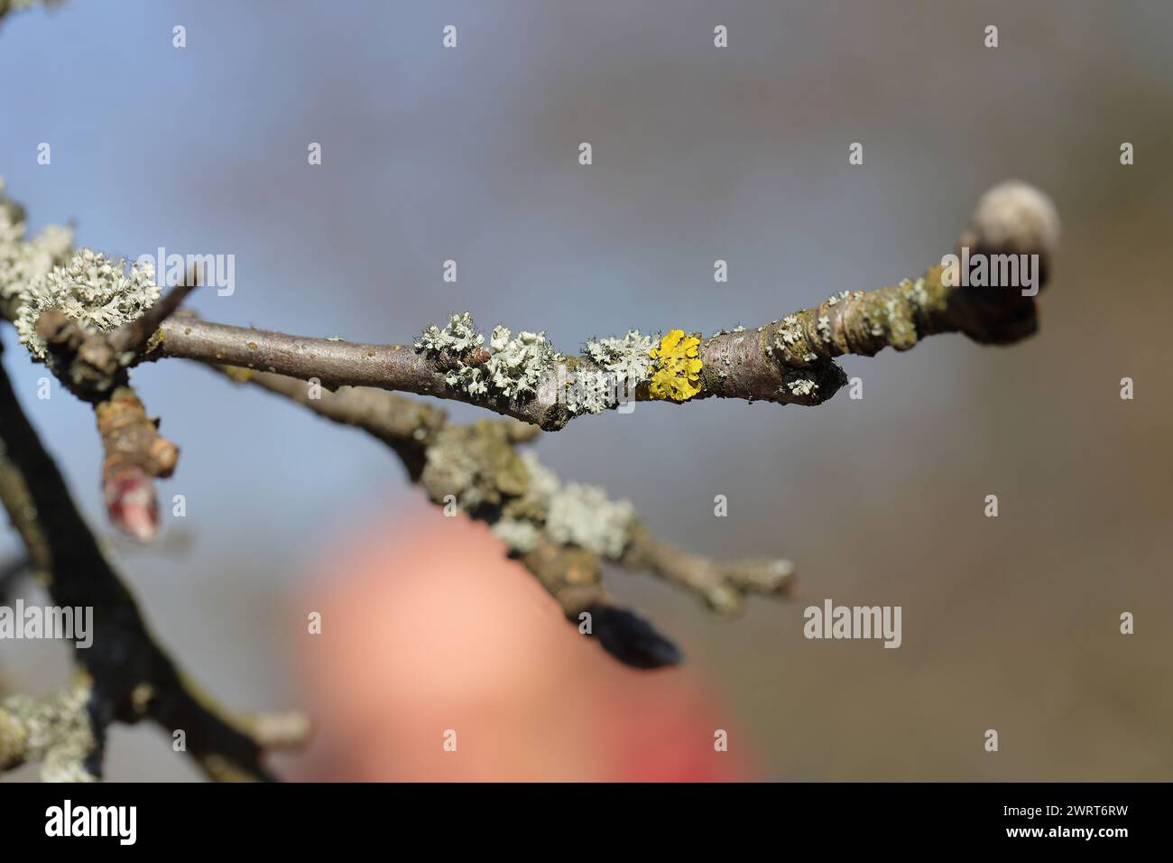 Lichens on a branch of an apple tree in the orchard Stock Photo - Alamy