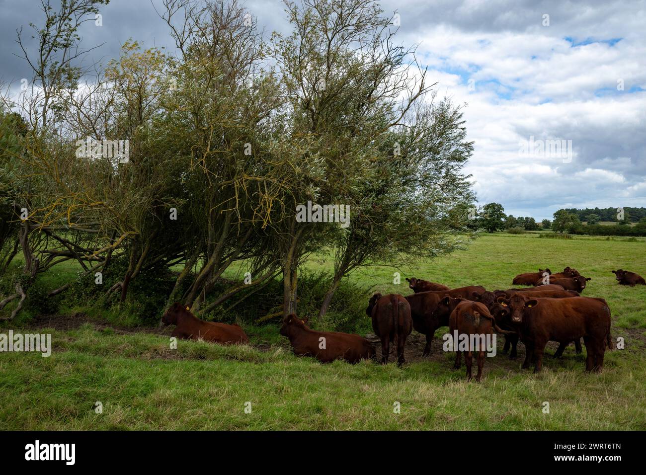 Beef cattle suffolk england hi-res stock photography and images - Alamy