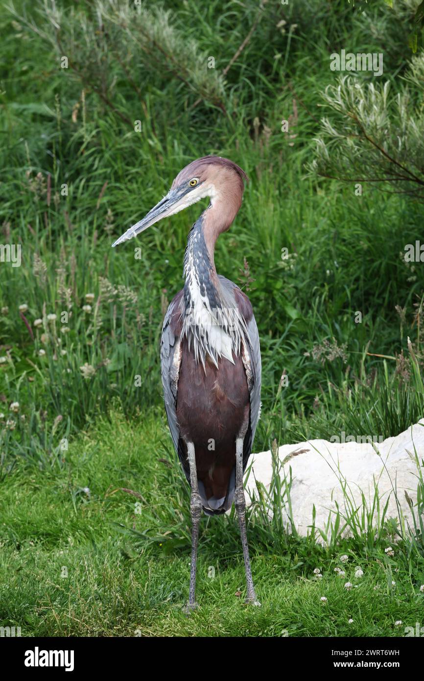Fishing goliath heron hi-res stock photography and images - Alamy