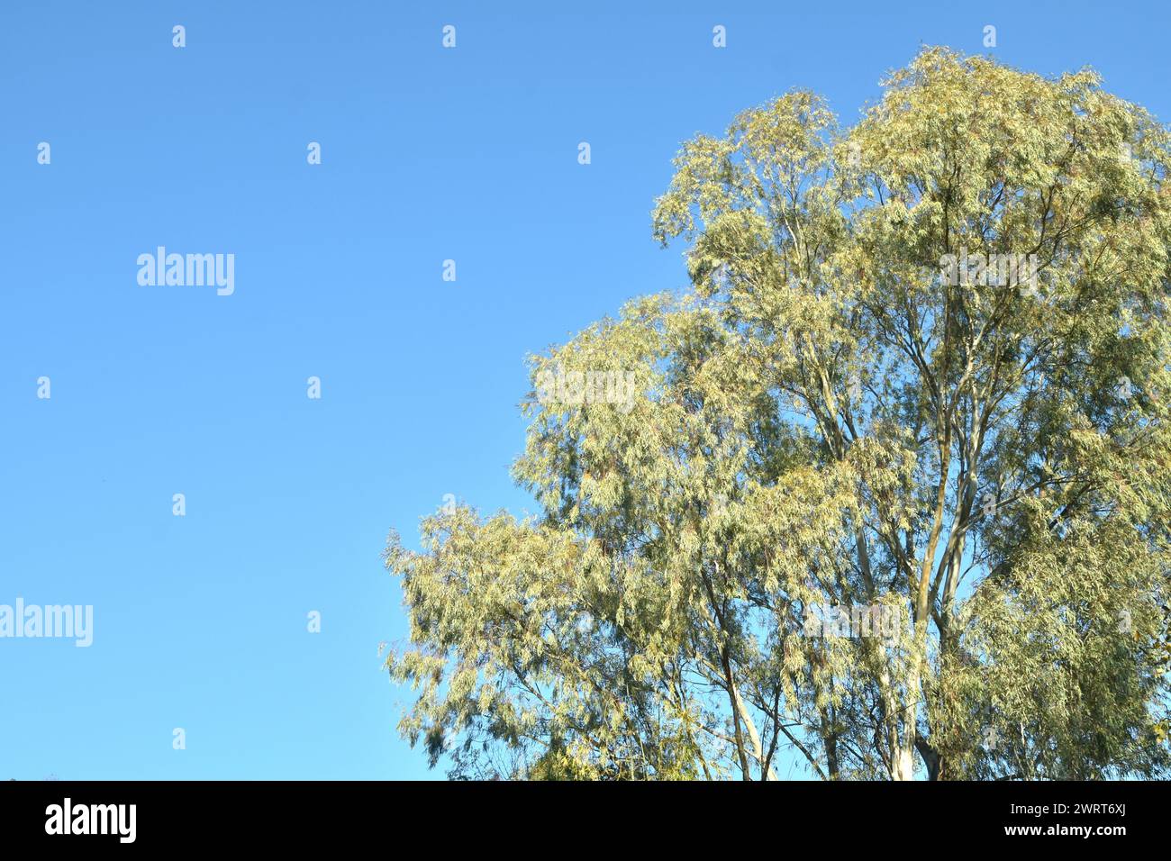 landscape of tree in bright sky background on morning Stock Photo - Alamy