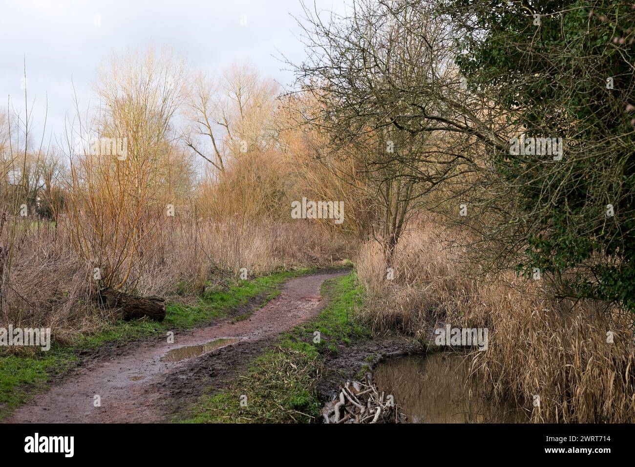Traditional river bank protection added to the River Lea at Batford ...