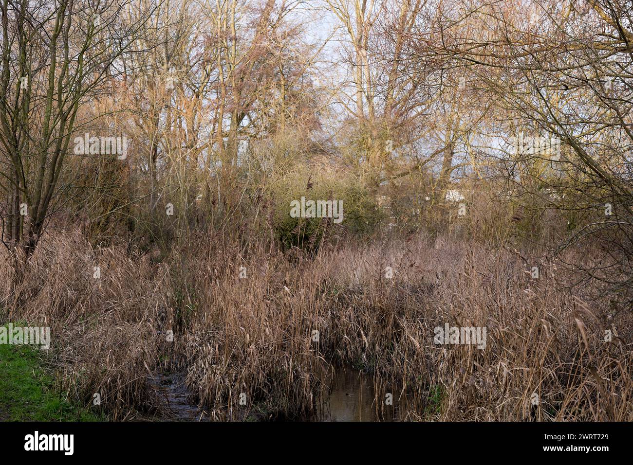 Traditional river bank protection added to the River Lea at Batford ...