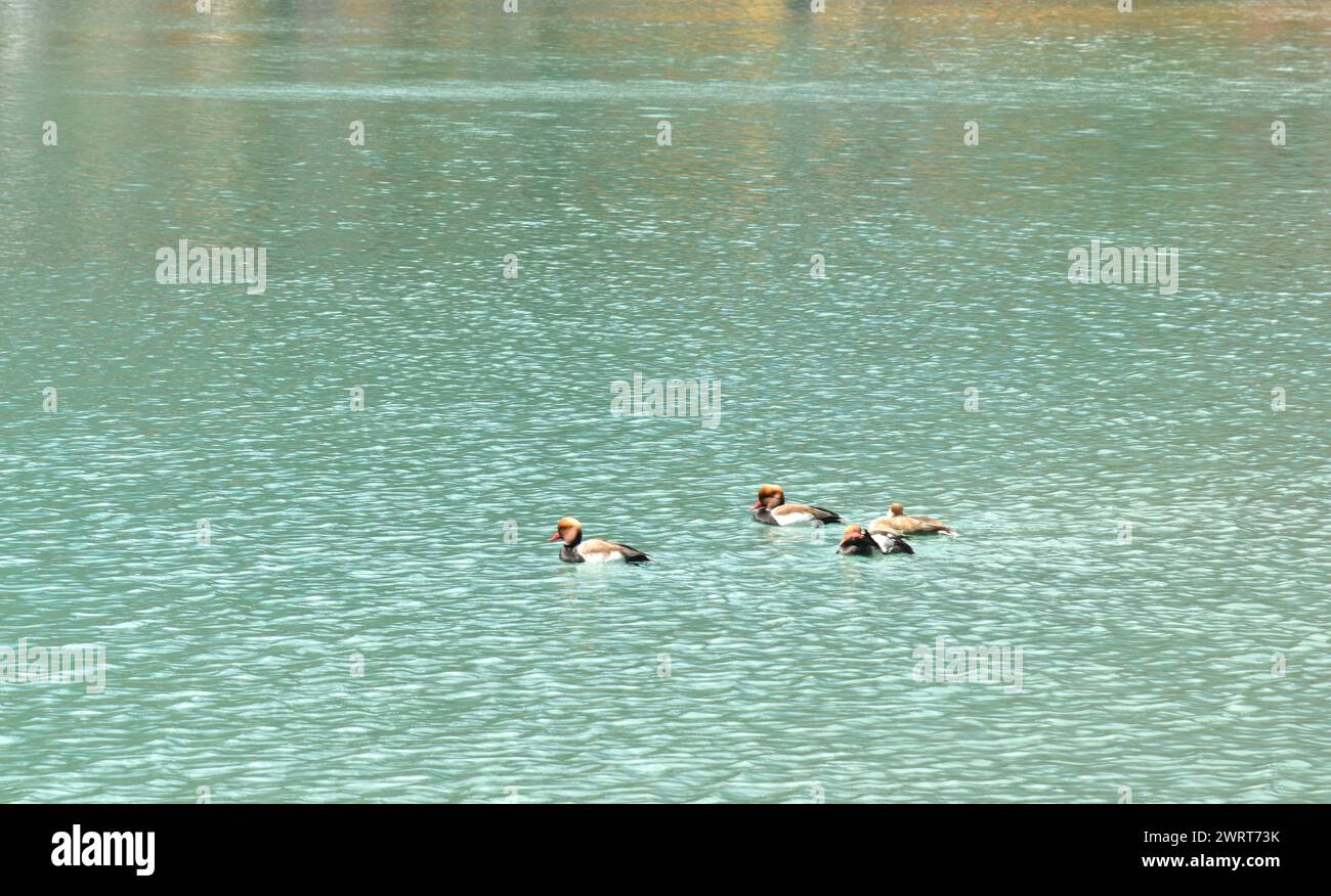 Mandarin duck swimming on lake hi-res stock photography and images - Alamy