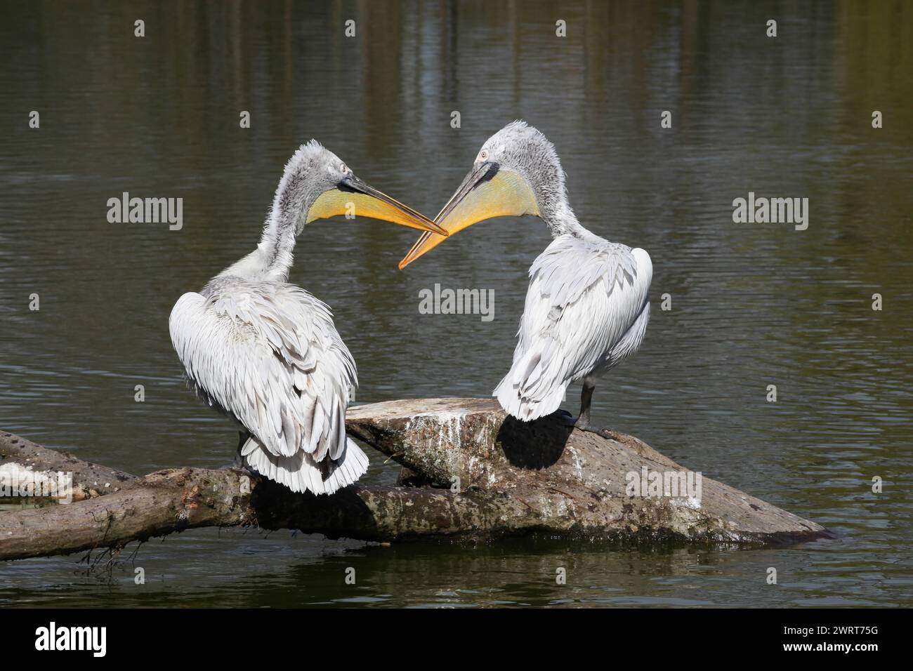 Pelicans on tree hi-res stock photography and images - Alamy