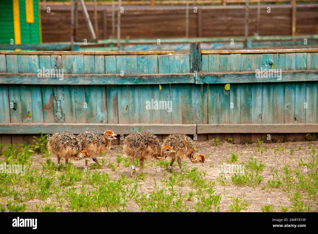 Baby ostriches in the paddock. Common Ostrich - Struthio camelus is a ...