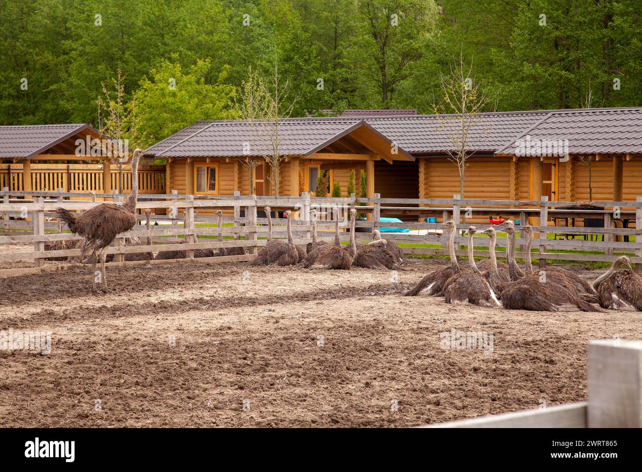 Common Ostrich - Struthio camelus is a species of flightless bird ...