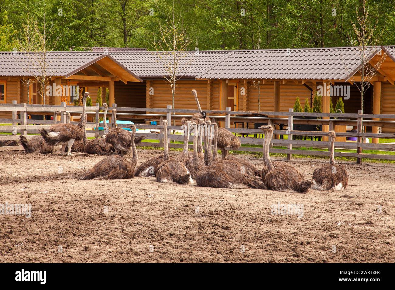 Common Ostrich - Struthio camelus is a species of flightless bird ...