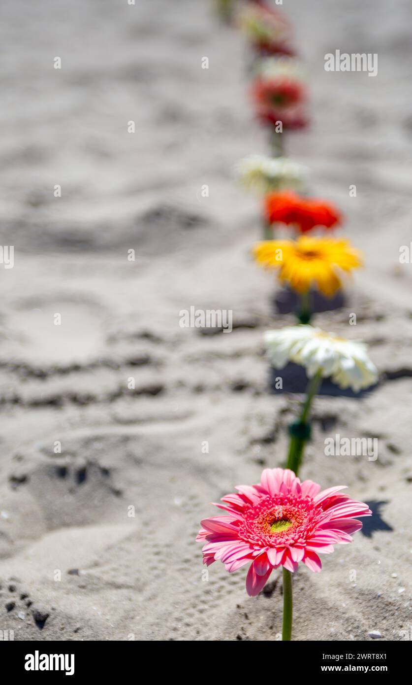 Trail of daisies on the beach sand Stock Photo - Alamy