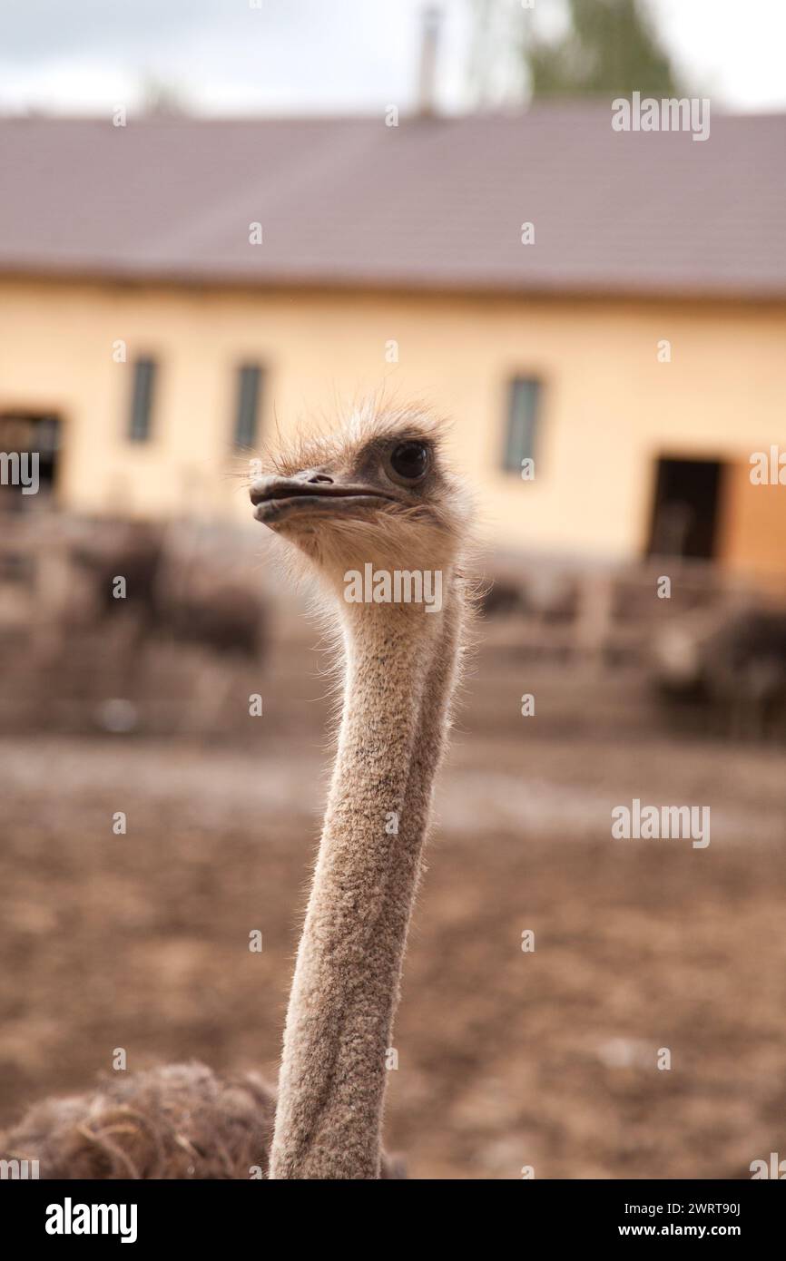 Close up view of Common Ostrich - Struthio camelus is a species of ...