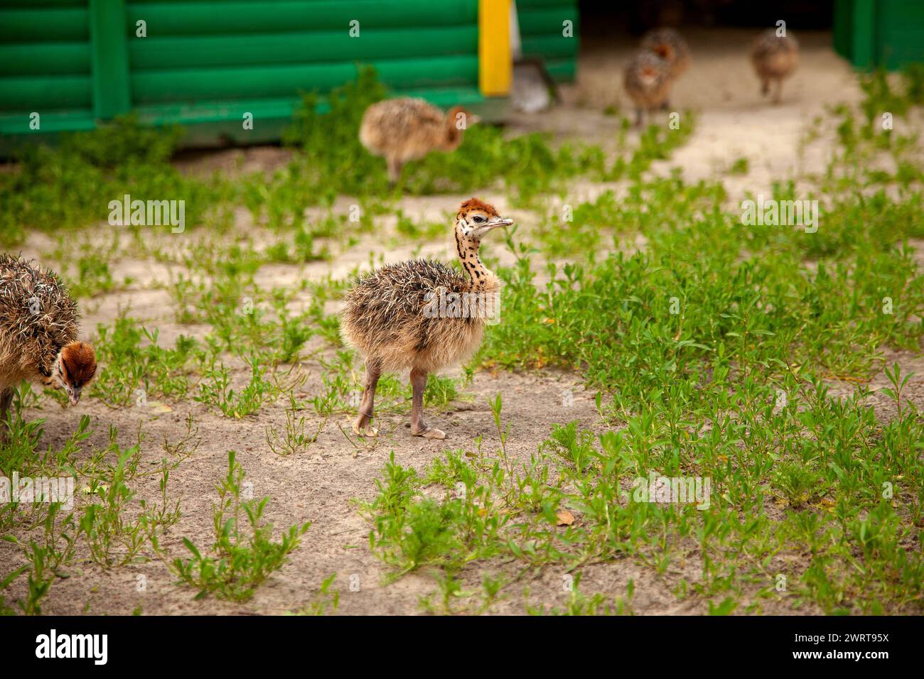 Baby ostriches in the paddock. Common Ostrich - Struthio camelus is a ...