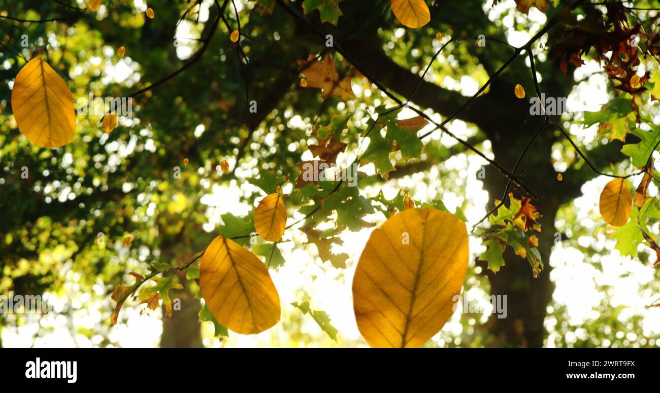 Image of autumn leaves falling against view of sun shining through the ...