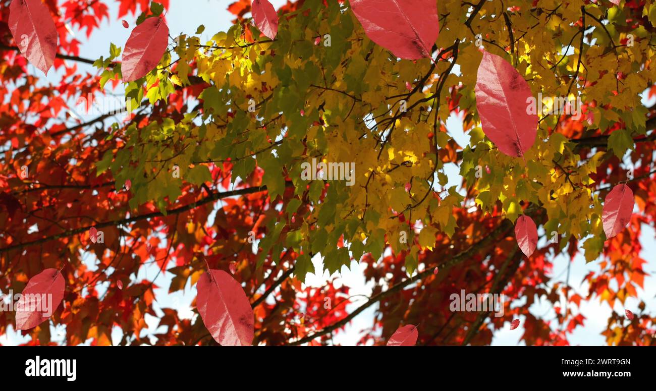 Image of autumn leaves falling against view of trees and sky Stock ...