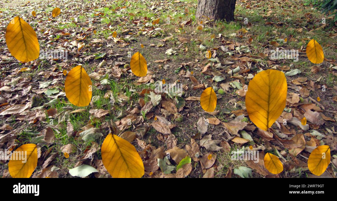 Image of autumn leaves falling against close up view of fallen leaves ...