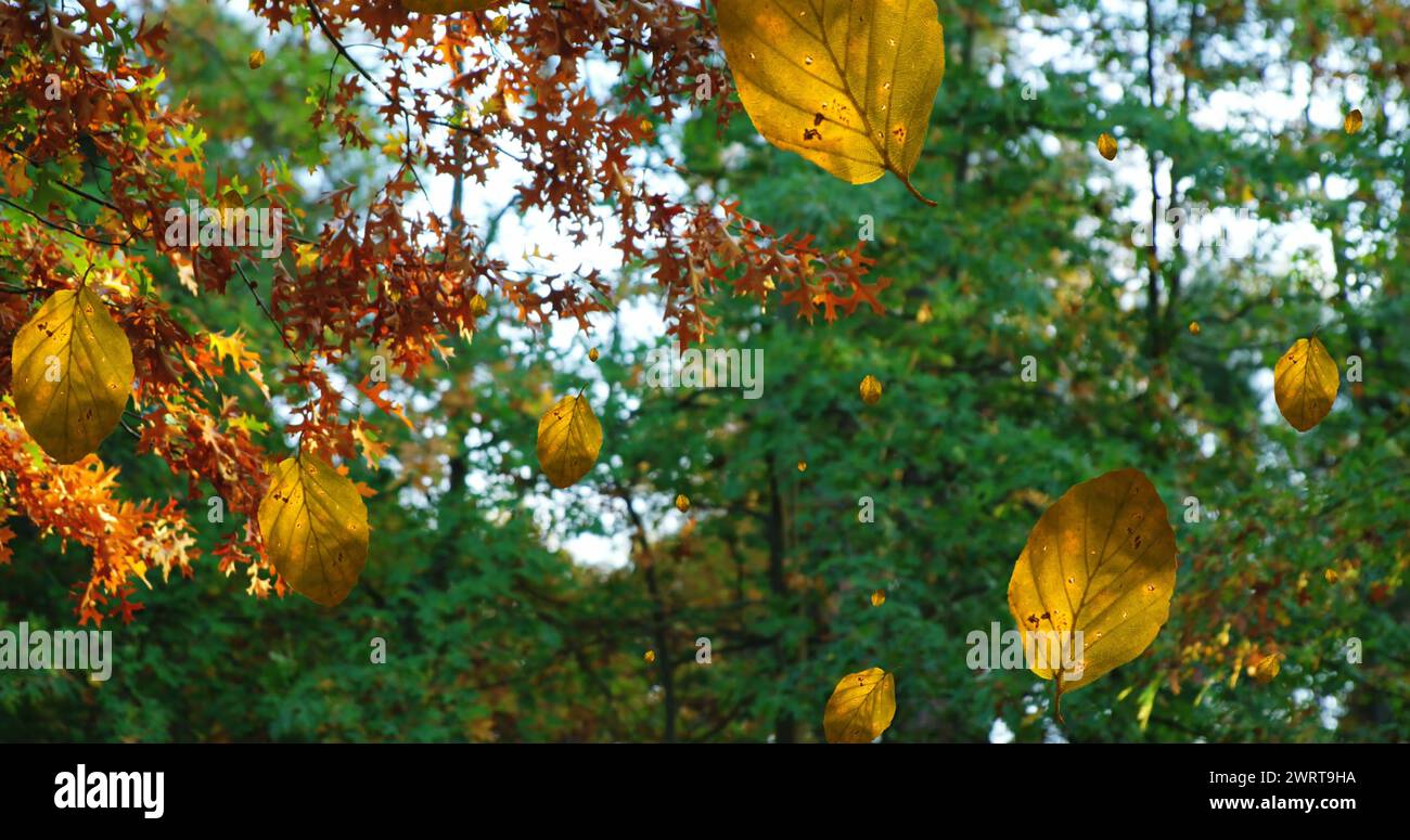 Image of autumn leaves falling against low angle view of trees and sky ...