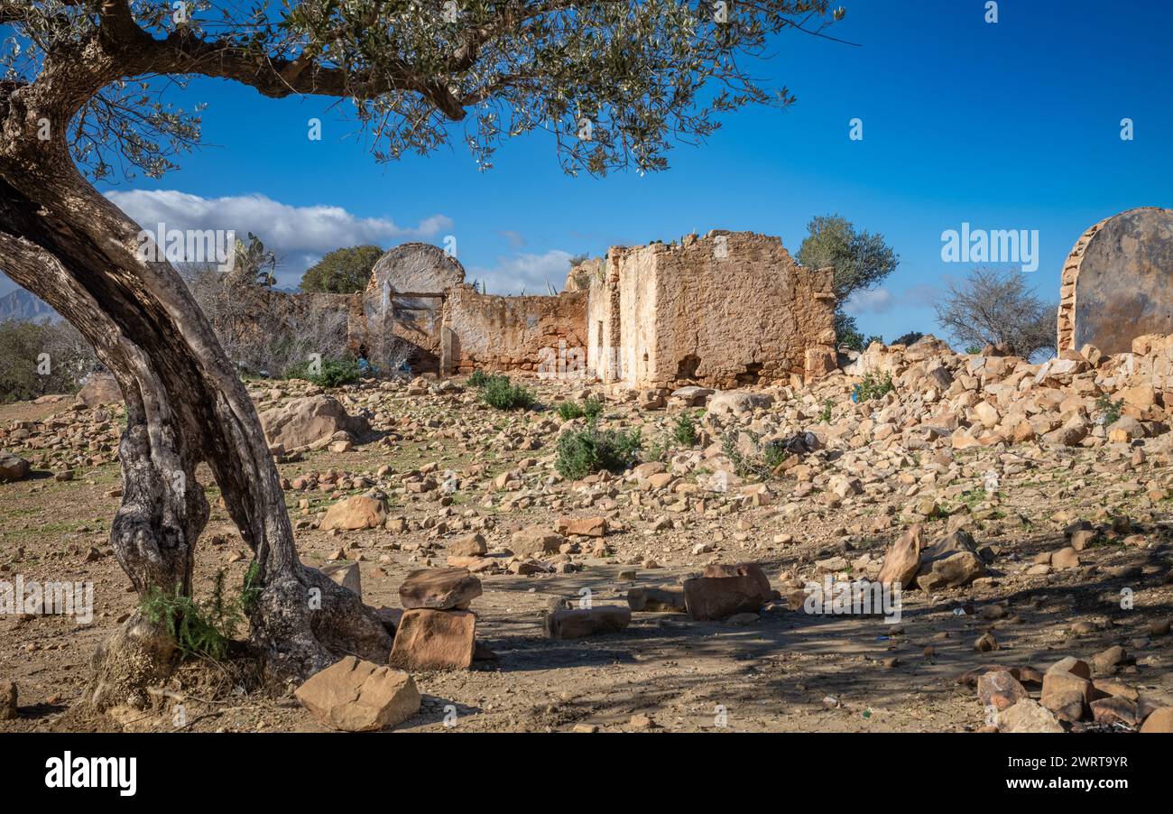 A gnarled olive tree and ruined buildings in the abandoned hilltop ...