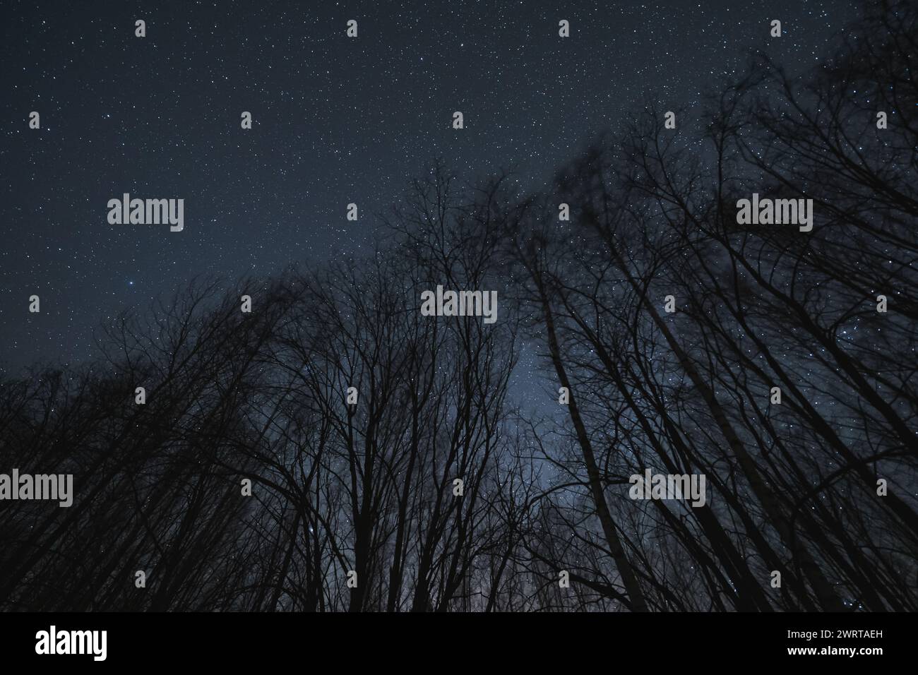 Night photo, landscape astrophotography. Trees without leaves against ...