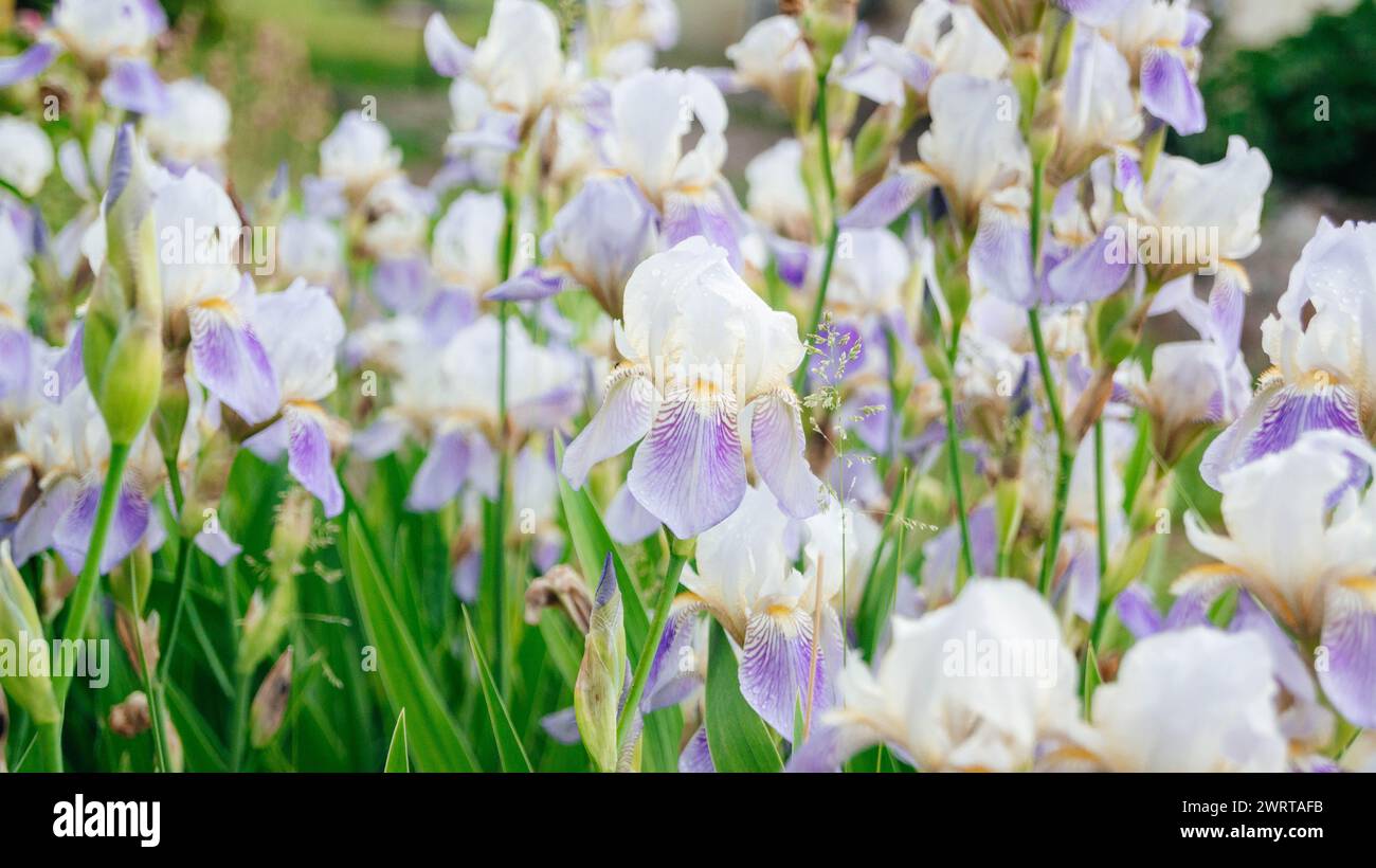 White-purple iris blooms in the garden. Lots of irises Stock Photo - Alamy