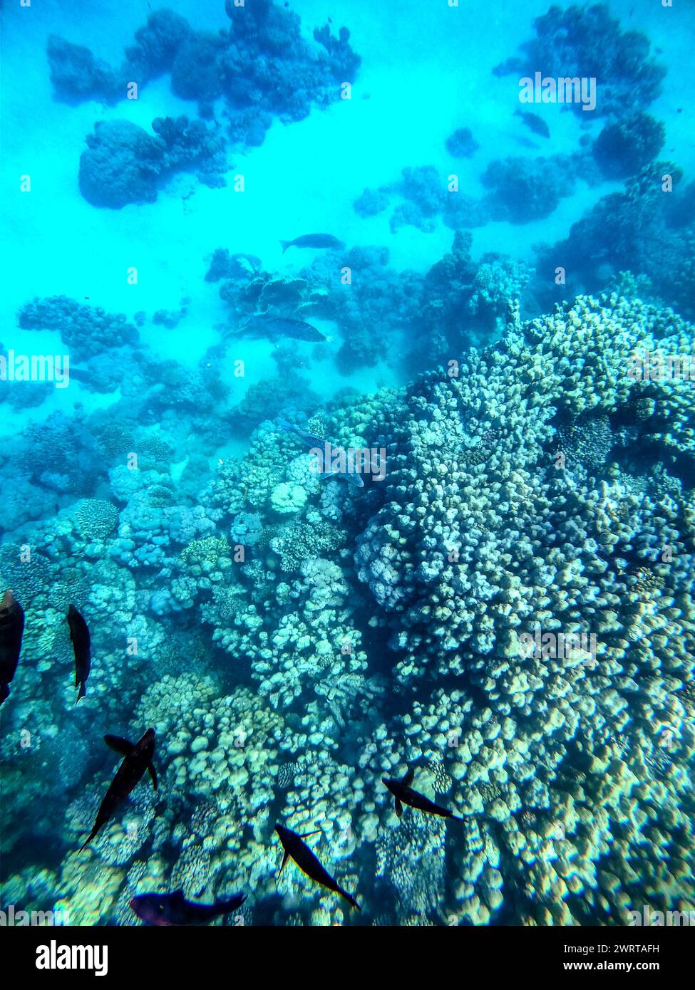 Big Bluefin Trevally or Bluefin Jack fish known as Caranx melampygus ...