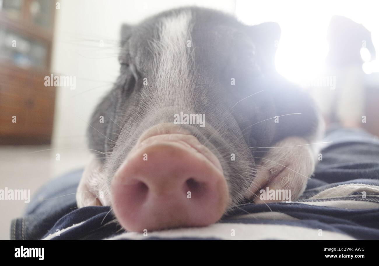 Close up view pig face hi-res stock photography and images - Alamy