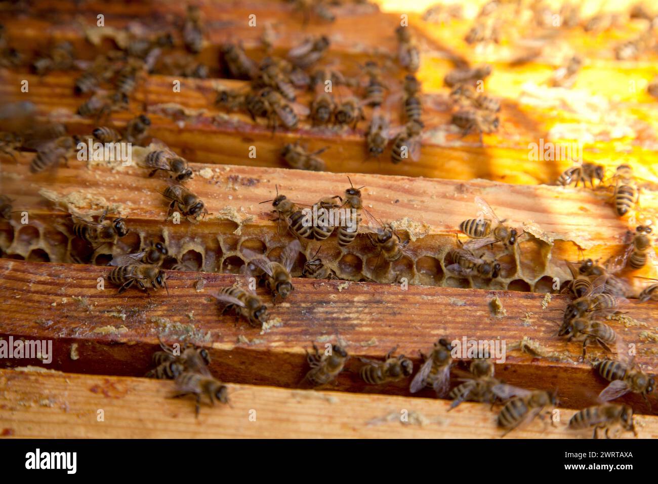 Frames of a beehive. Close up view of the opened hive body showing the ...