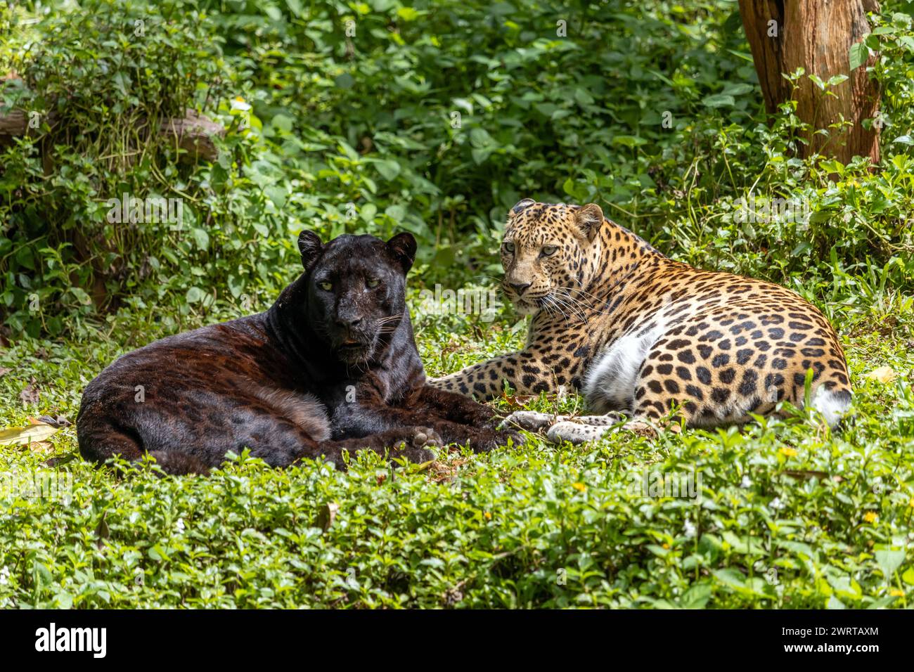 Indochinese black leopard with spotted leopard (Panthera pardus ...