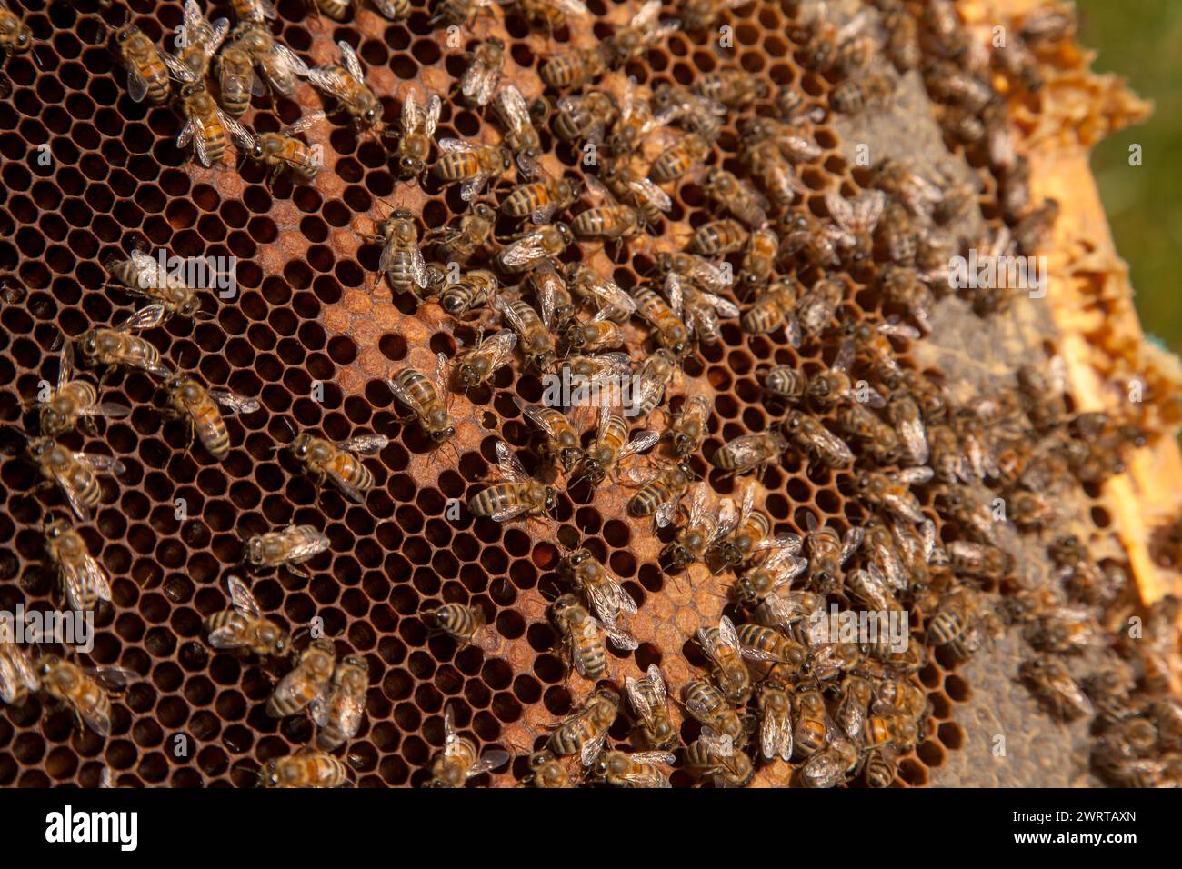 Frames of a beehive. Busy bees inside the hive with open and sealed ...