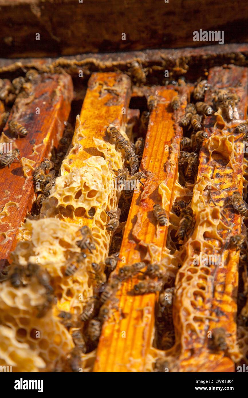 Frames of a beehive. Close up view of the opened hive body showing the ...