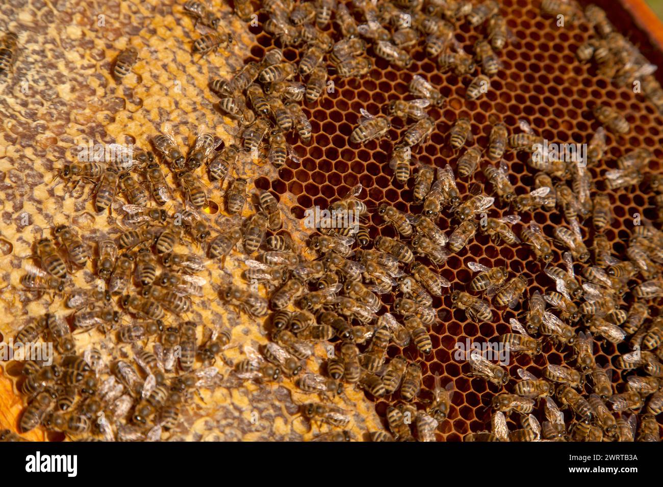 Frames of a beehive just taken from beehive with sweet honey. Busy bees ...