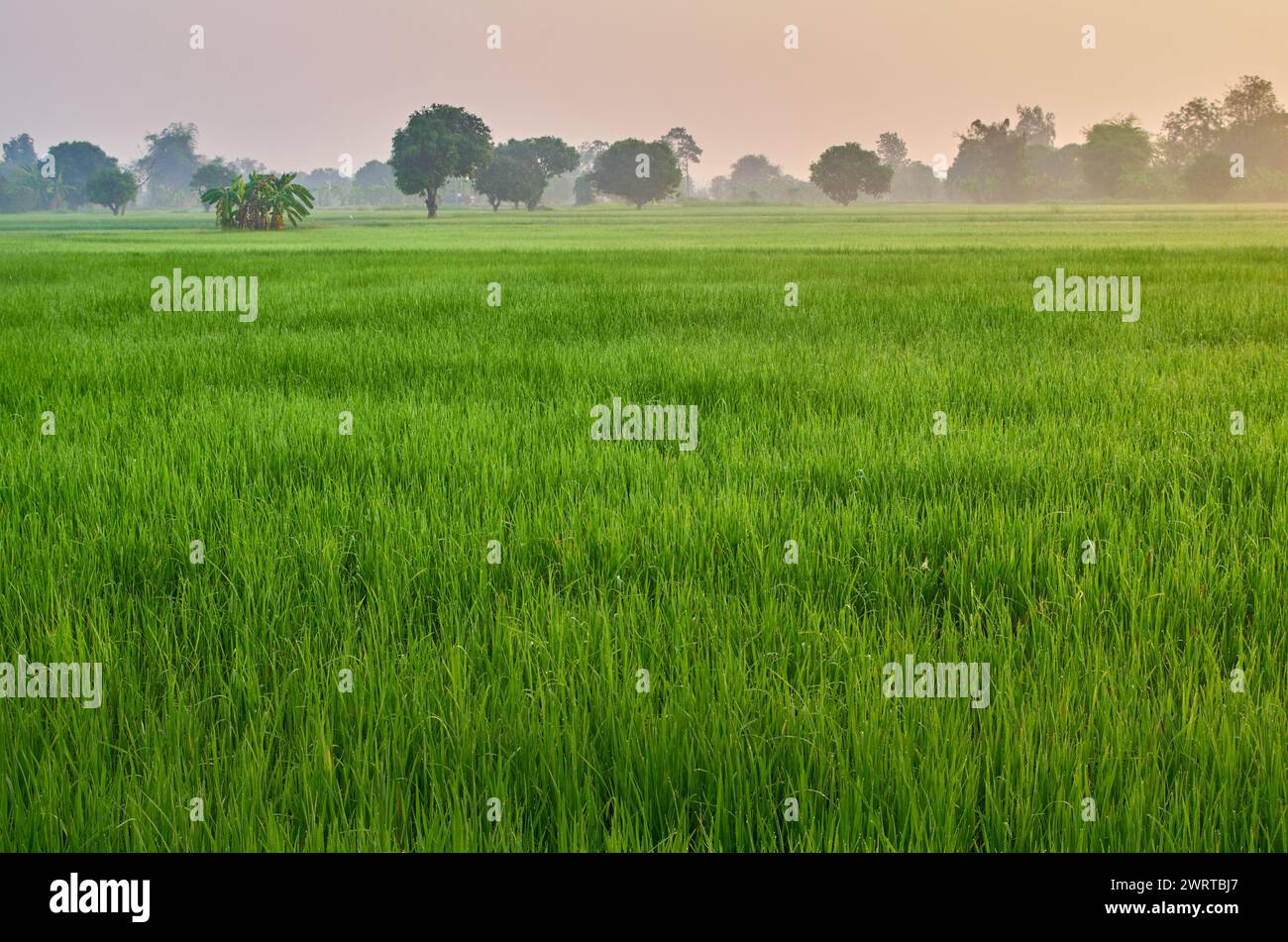 the green rice paddy in morning, beautiful rural scene Stock Photo - Alamy