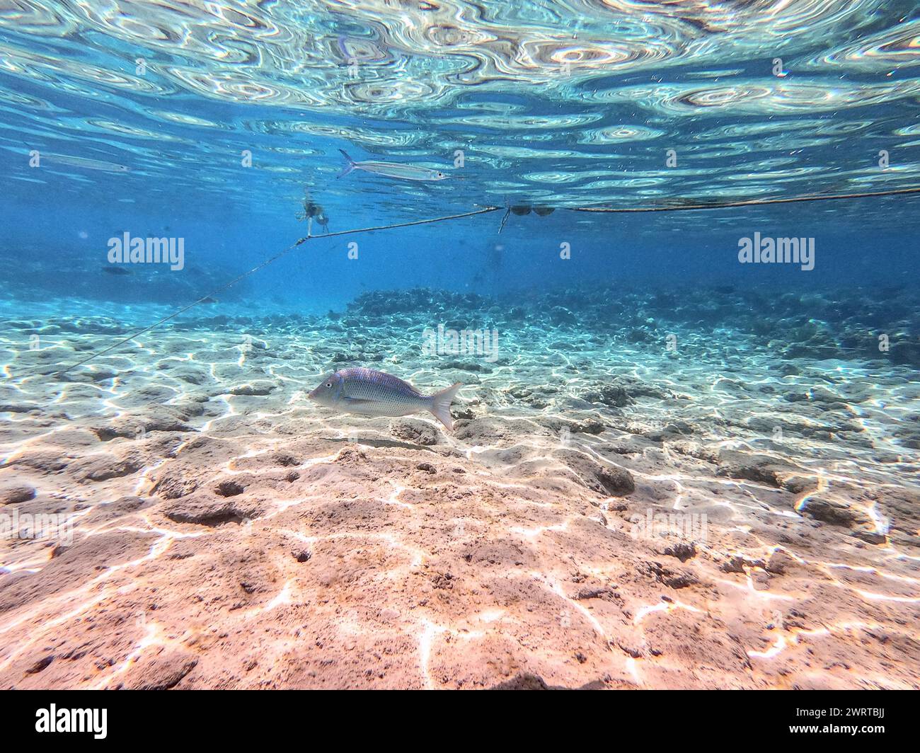 Tropical Spangled Emperor fish known as Lethrinus Nebulosus underwater ...