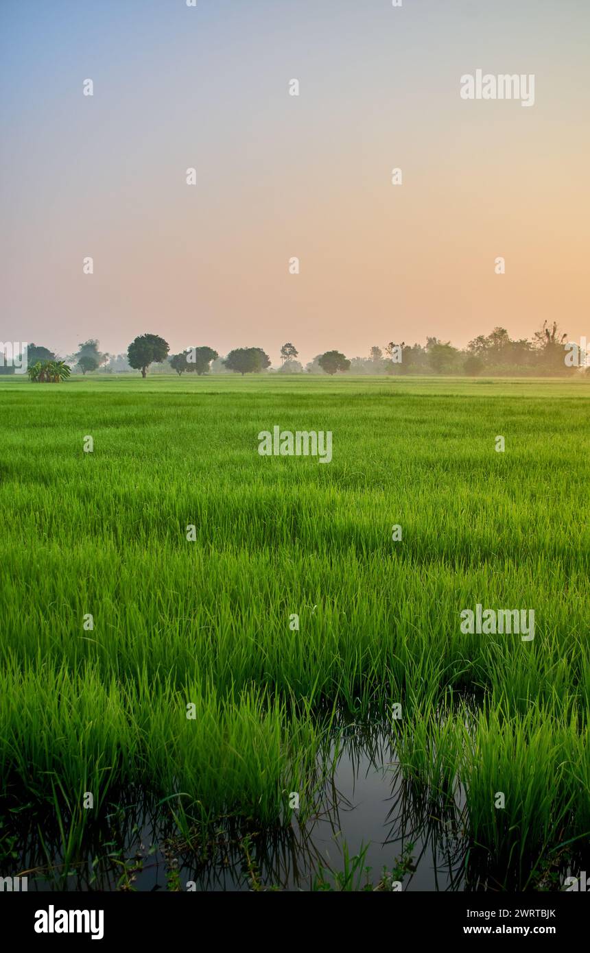 the green rice paddy in morning, beautiful rural scene Stock Photo - Alamy