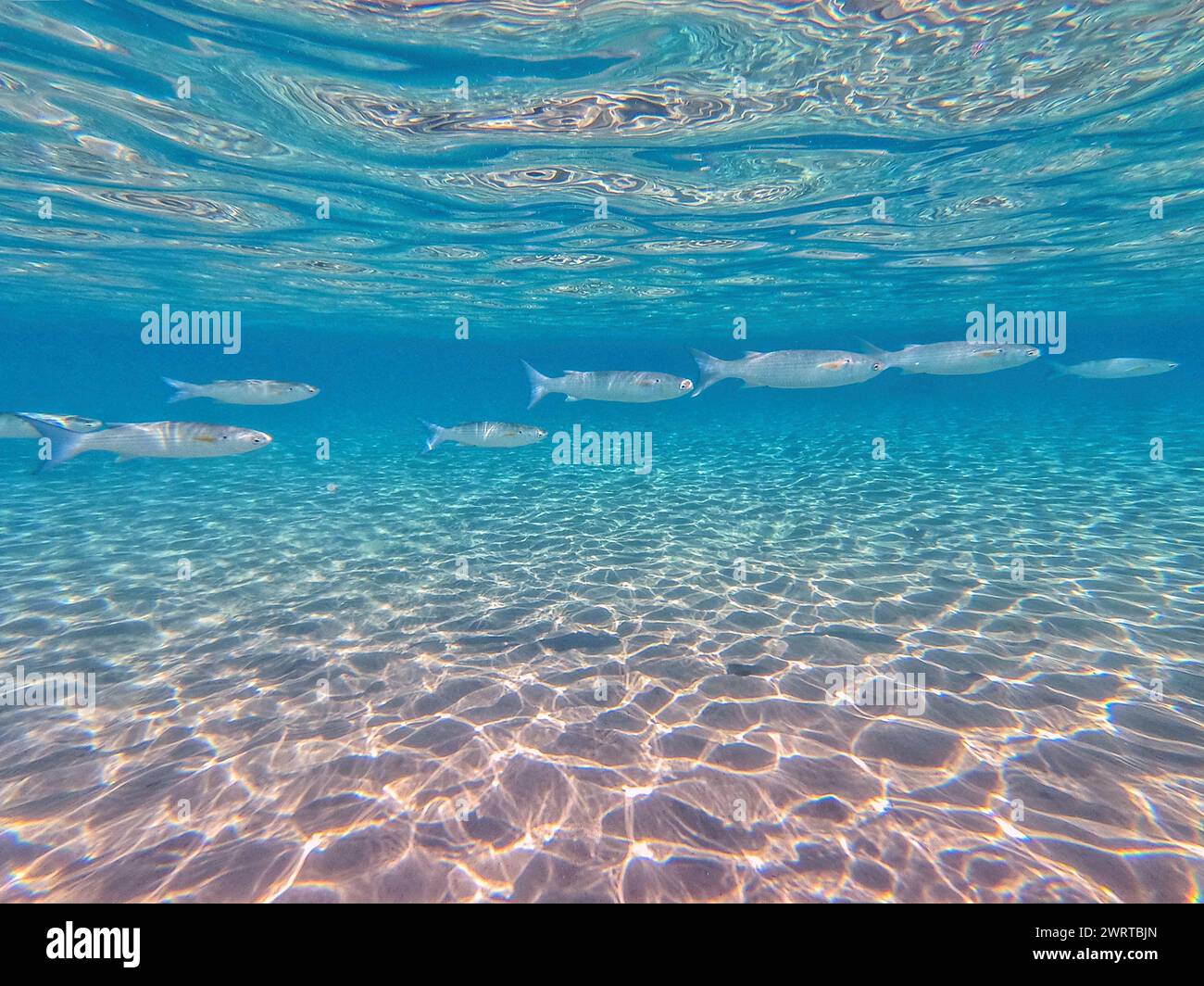 Shoal Gray Mullet fish known as Mugil Cephalus underwater at the coral ...