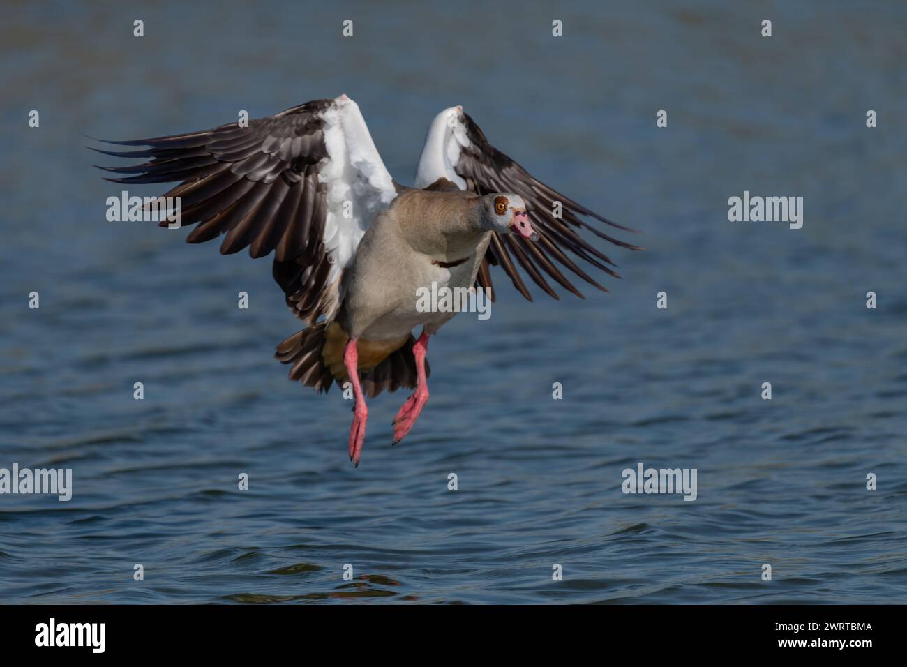 Egyptian goose plumage hi-res stock photography and images - Alamy