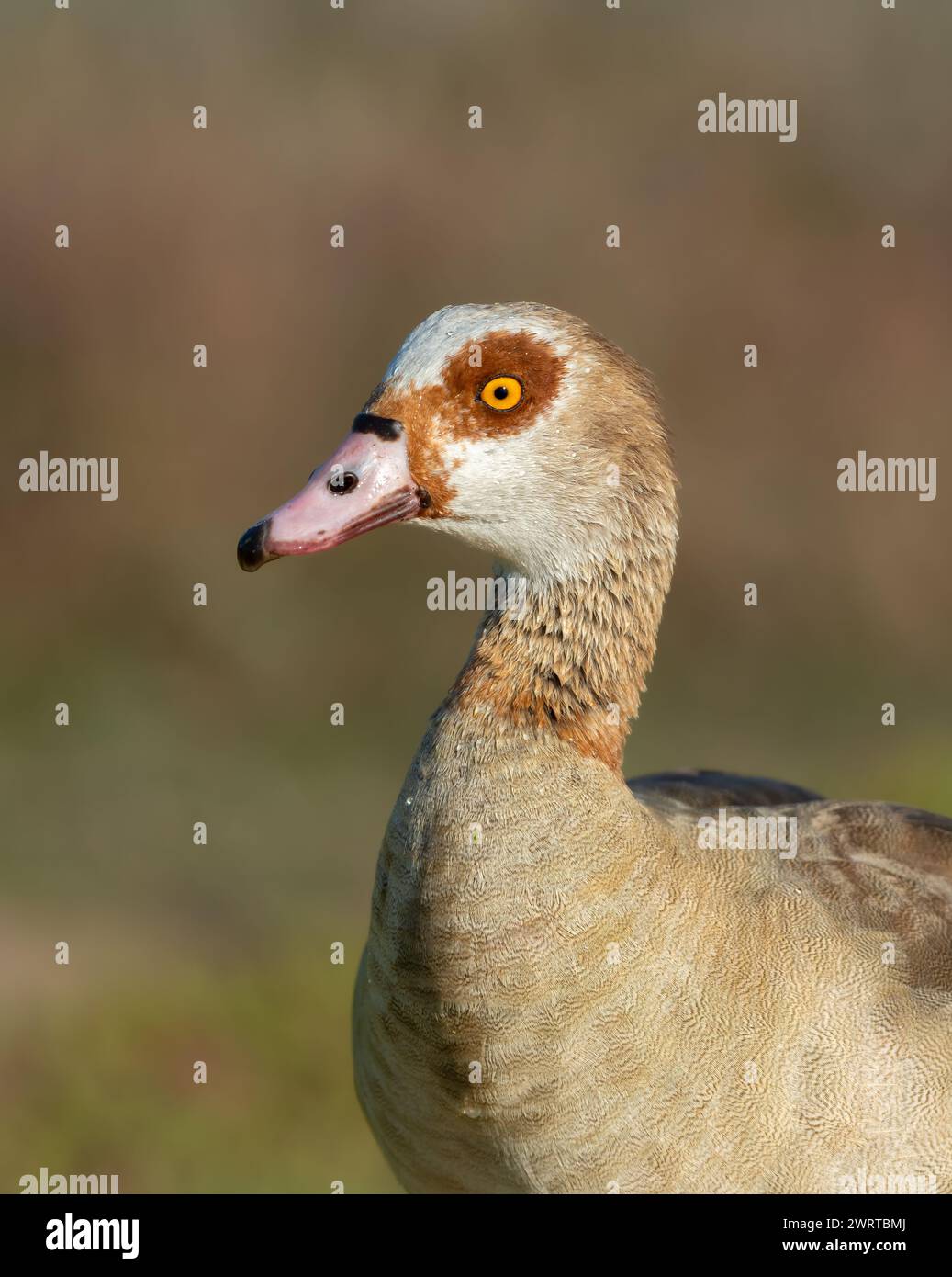 Closeup headshot of an Egyptian goose (alopochen aegyptiaca) in bright ...
