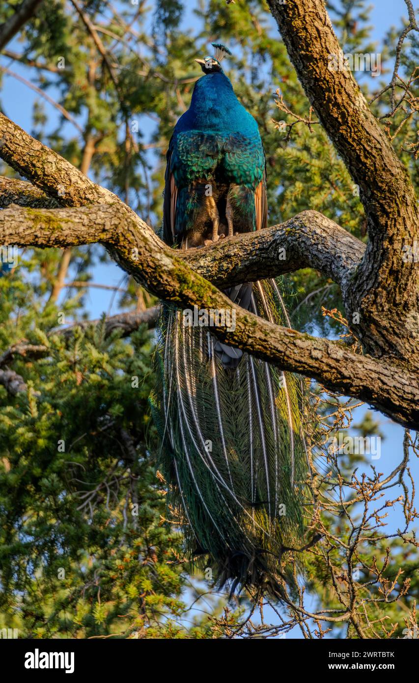 An Indian peafowl (or peacock, Pavo cristatus) perching in a tree in ...