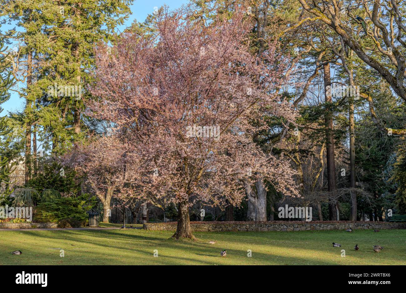 Cherry blossoms in Beacon Hill Park in Victoria, British Columbia ...