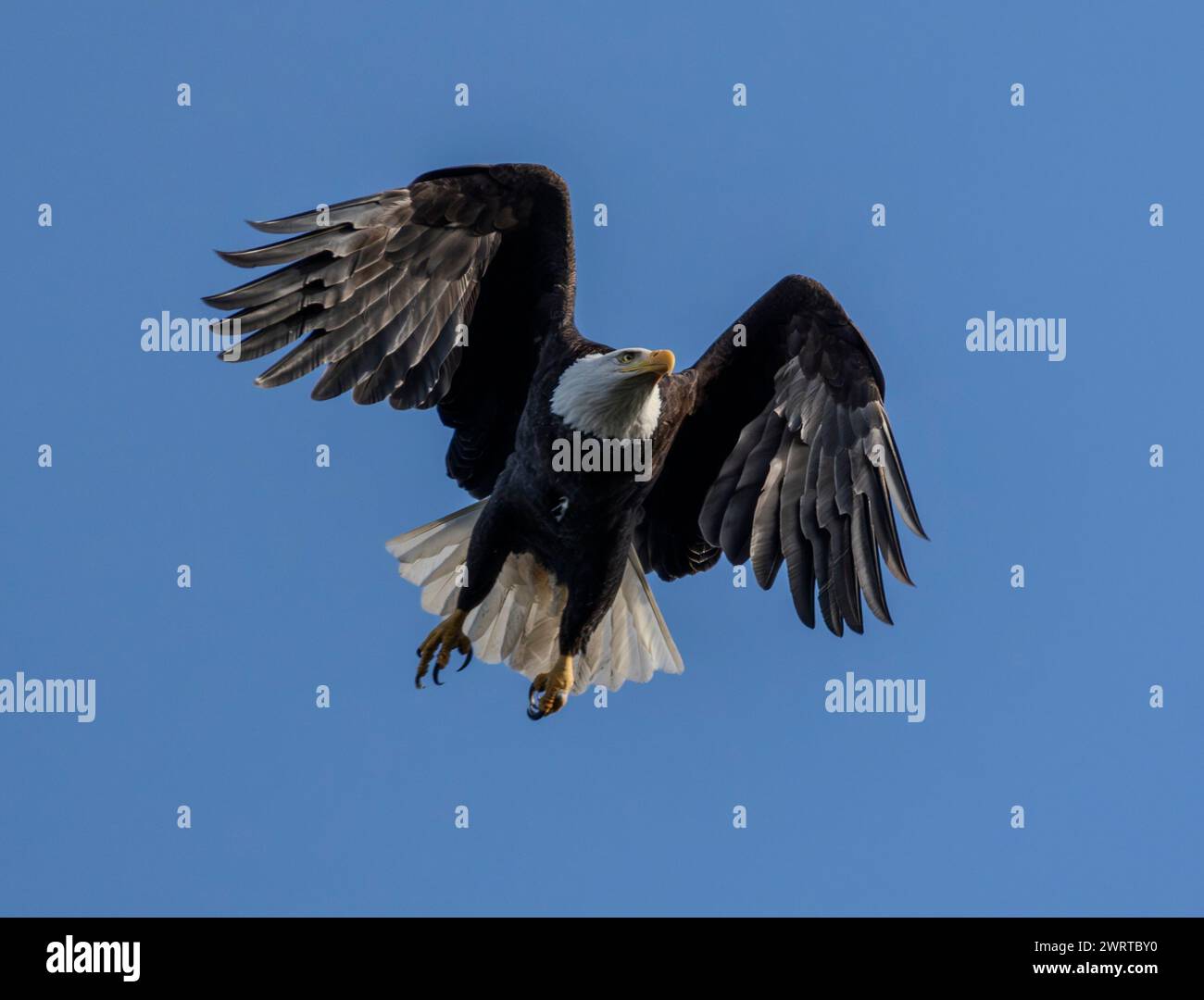 A bald eagle (Haliaeetus leucocephalus) flying over Beacon Bill Park in ...