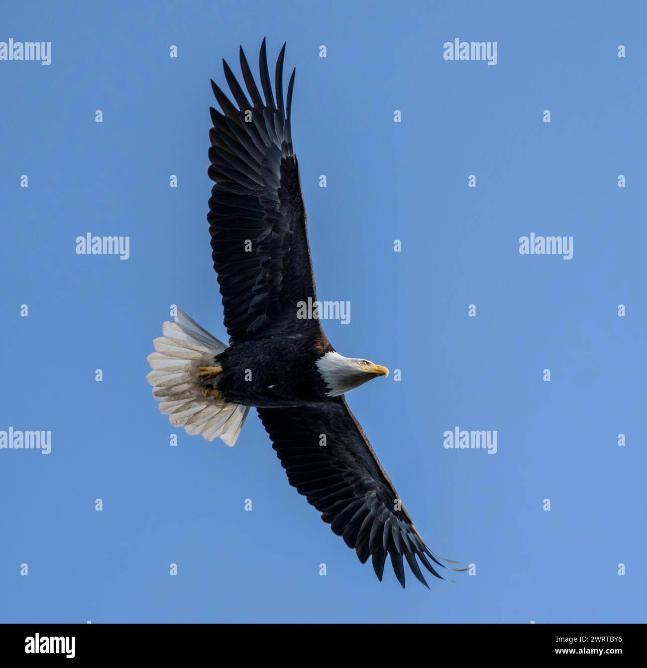 A bald eagle (Haliaeetus leucocephalus) flying over Beacon Bill Park in ...