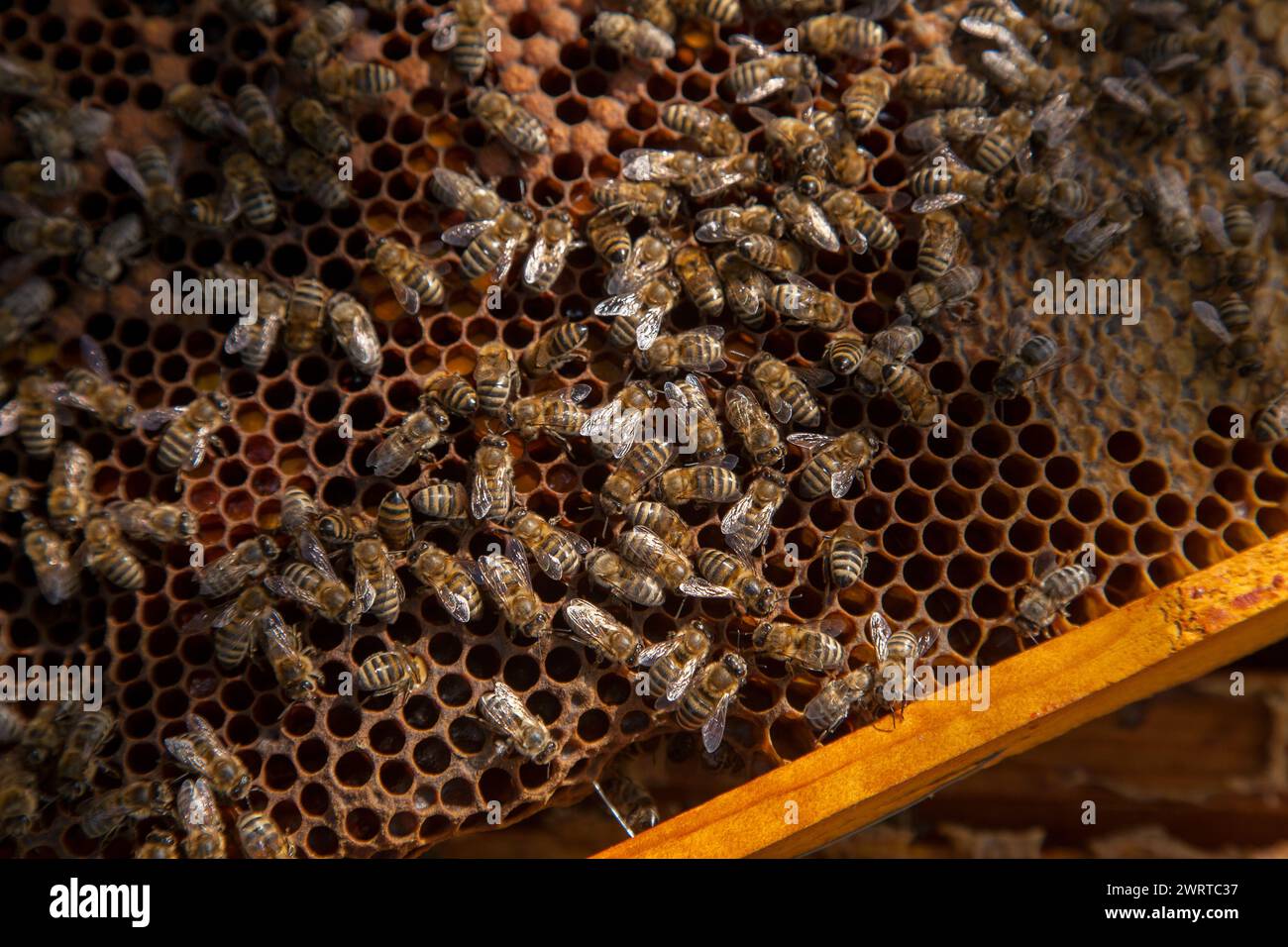Frames of a beehive. Busy bees inside the hive with open and sealed ...