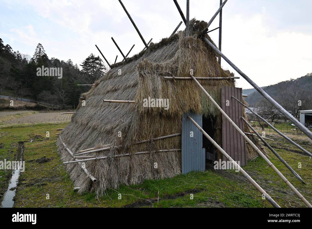 A farmer grows Japanese vegetable udo in a dark room at a hut in Mita ...