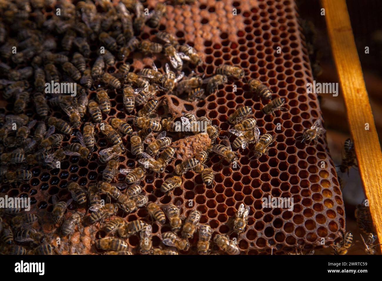 Frames of a beehive. Close up view of big cell with young bee queen ...