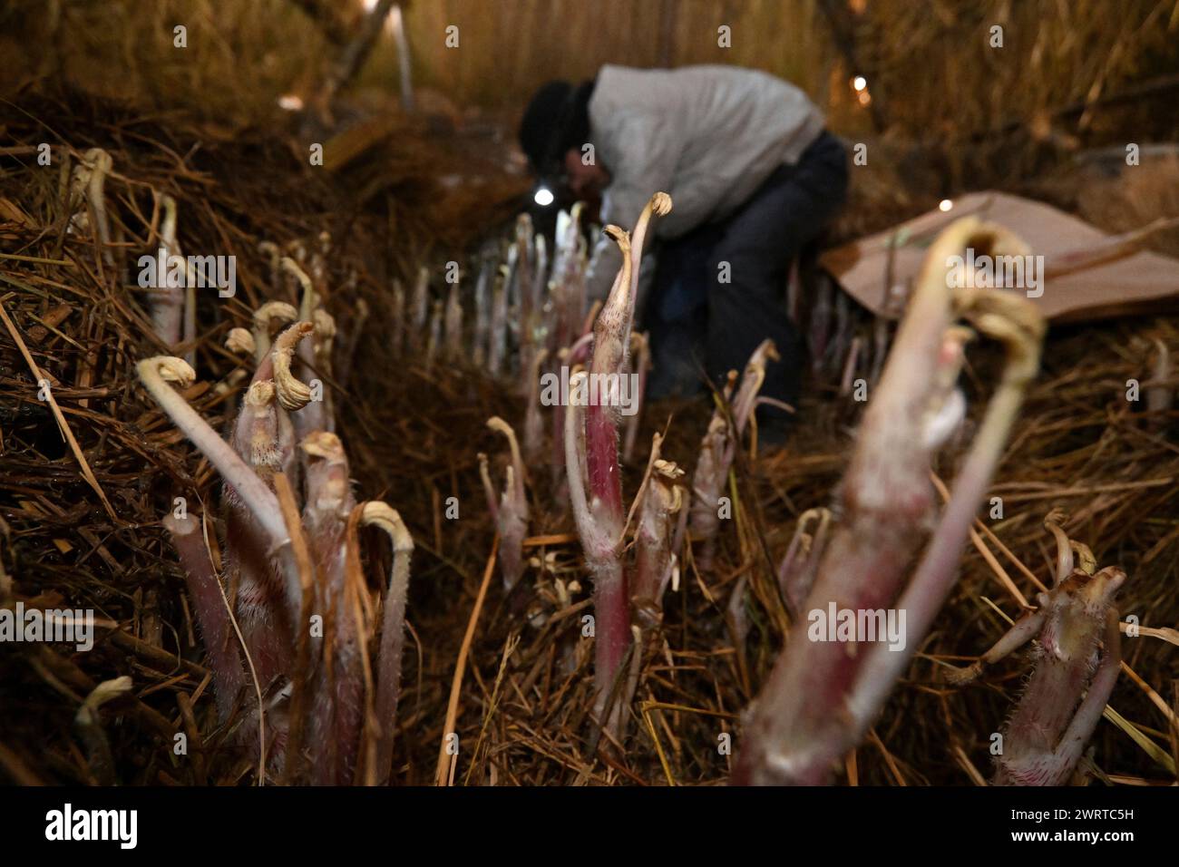 A farmer grows Japanese vegetable udo in a dark room at a hut in Mita ...