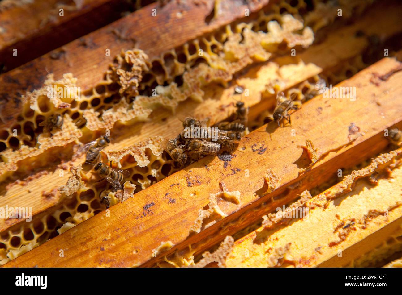 Frames of a beehive. Close up view of the opened hive body showing the ...
