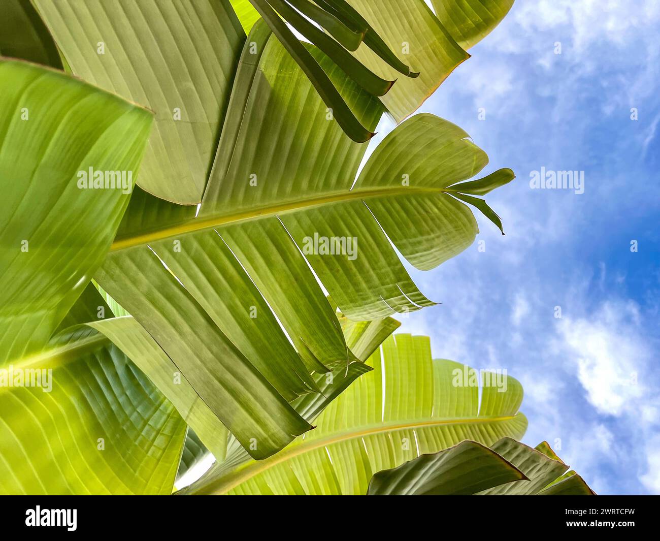 Tropical Leaves Nature Wallpaper Stock Photo - Alamy