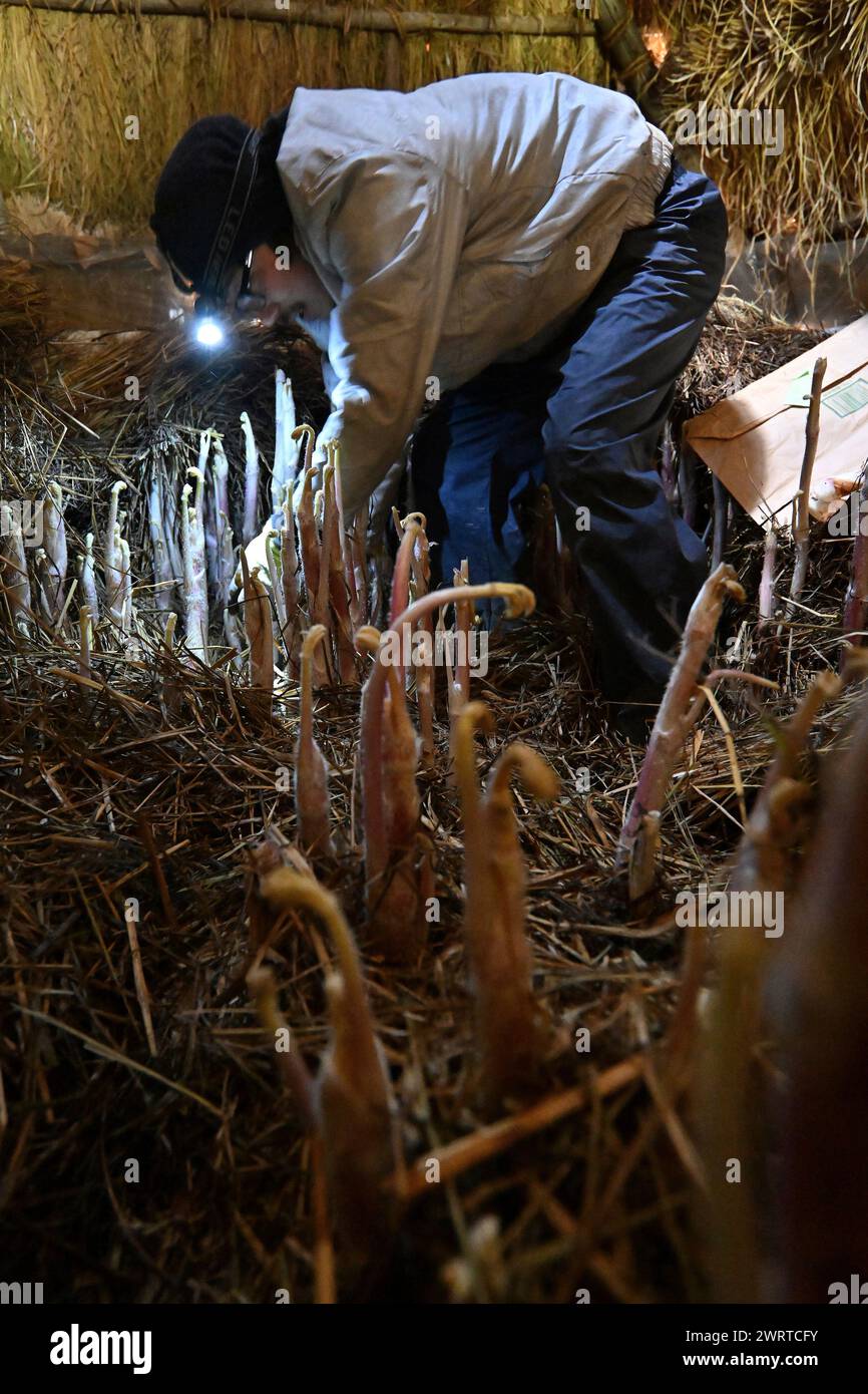 A farmer grows Japanese vegetable udo in a dark room at a hut in Mita ...